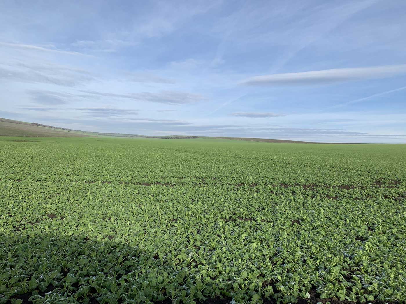 Unser Winterraps Rumänien - germanagrar