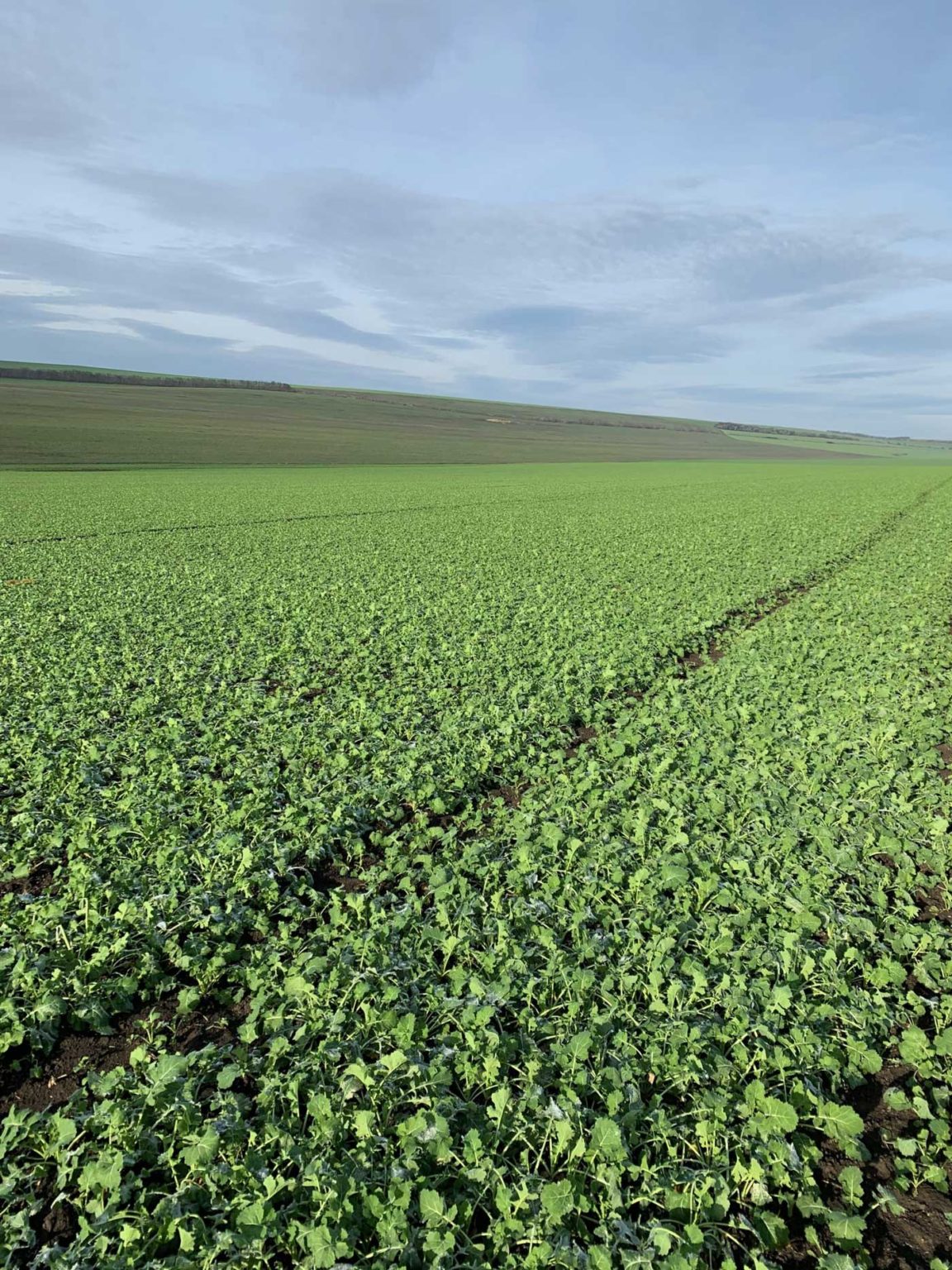Unser Winterraps Rumänien - germanagrar